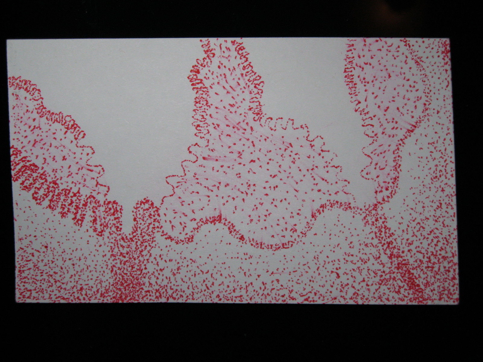 dan.mindfill.com - Dots and cells